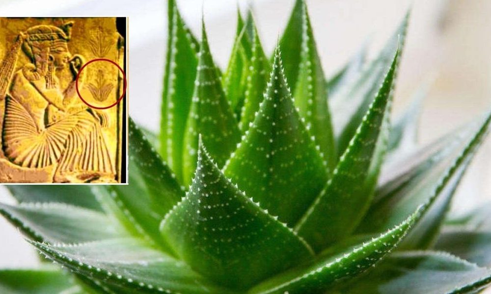 Die Pflanze der Unsterblichkeit der Ägypter - Hat Aloe Vera Wirklich ...